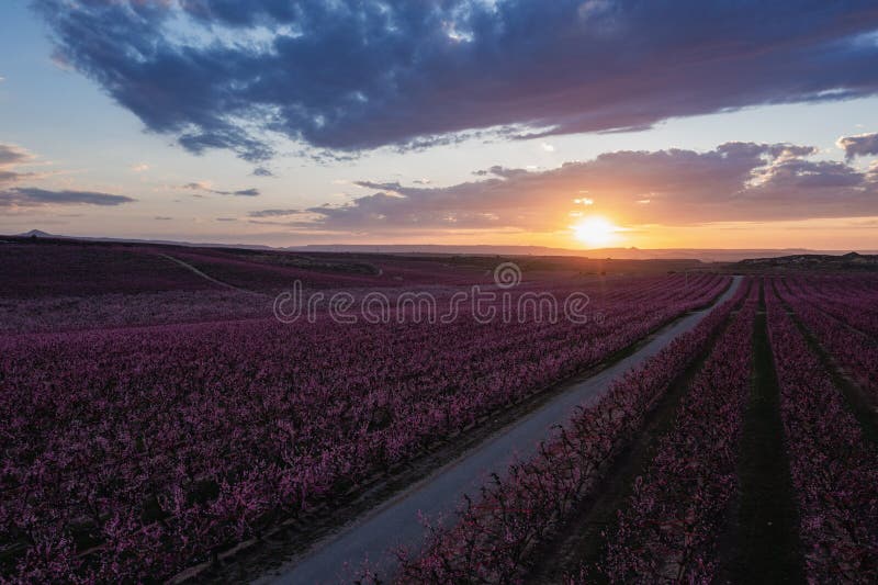 Peach Fields in Spring at Sunset Stock Photo - Image of pink, floral ...