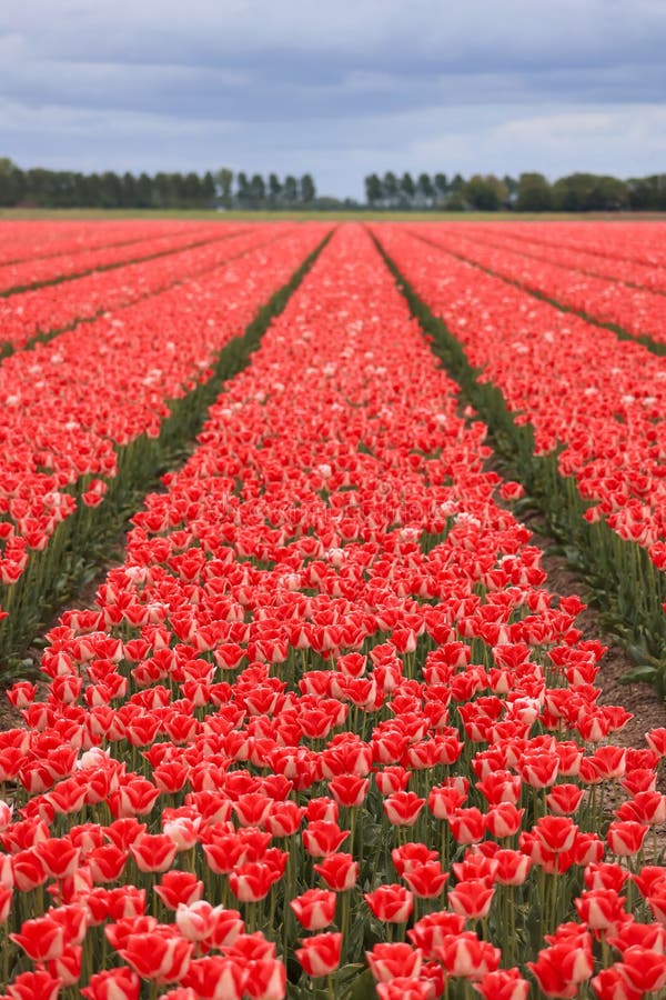 Aerial View of Pink Tulip Flower Fields in Netherlands during ...