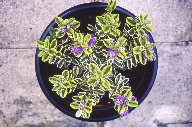 Aerial view of a plant stock photo. Image of beautiful - 197006002