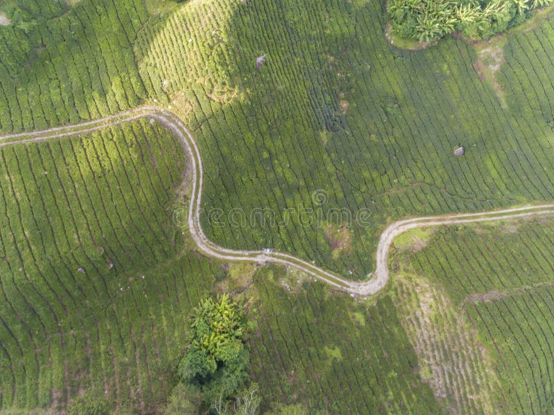 Plantation Area On Top Of The Hill Stock Photo - Image of east, fresh ...