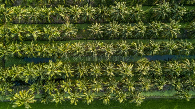 Aerial View on Plantation of Coconut Trees. Stock Image - Image of ...