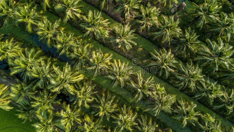 Aerial View on Plantation of Coconut Trees. Stock Photo - Image of ...