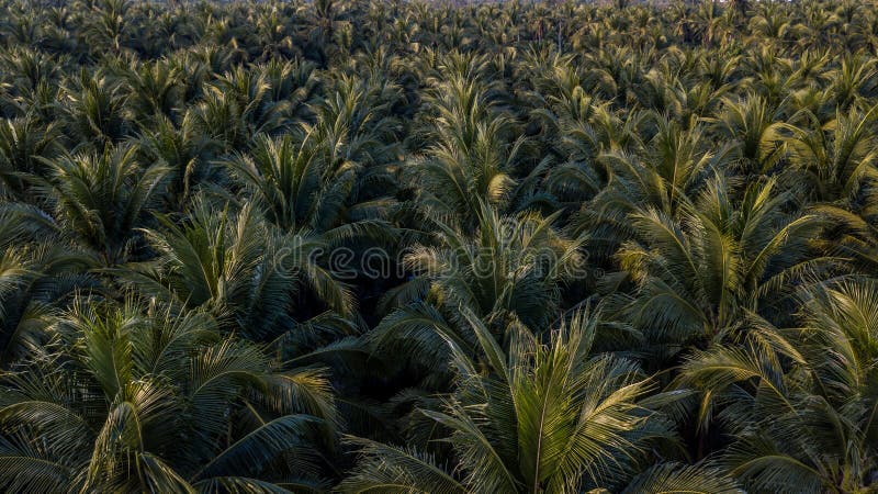 Aerial View on Plantation of Coconut Trees. Stock Photo - Image of ...