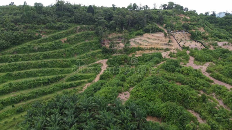 Aerial View Plantation at Hill Side Stock Video - Video of young ...