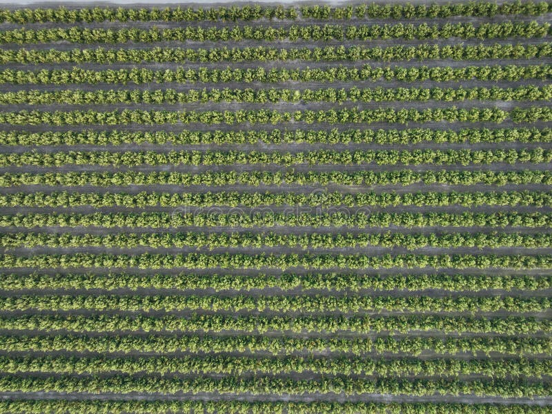 Aerial View of Planted Crop on the Field Stock Photo - Image of farm ...