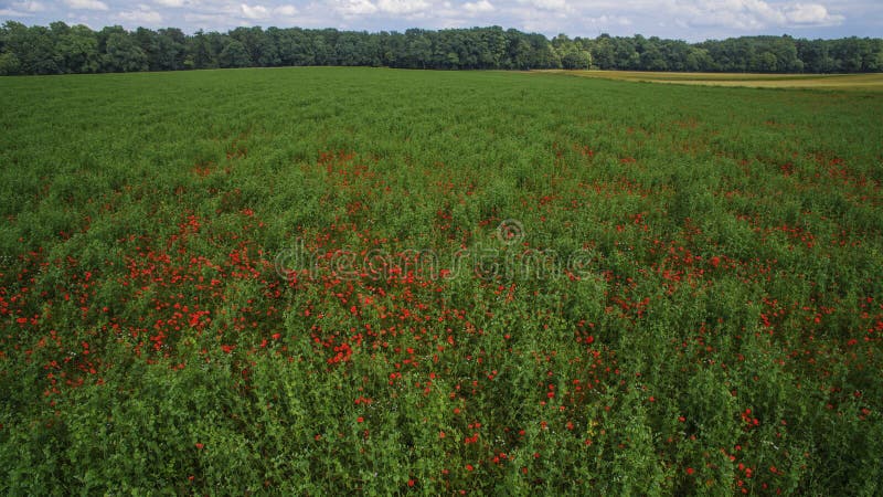 Aerial View: Poppy Field stock image. Image of agriculture - 79234725