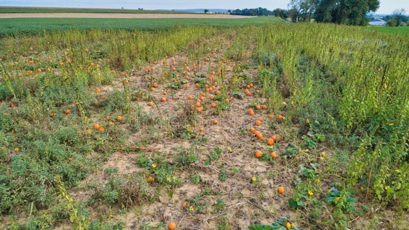 Aerial Downward View of Green Corn Field in Perpendicular Rows To Each ...
