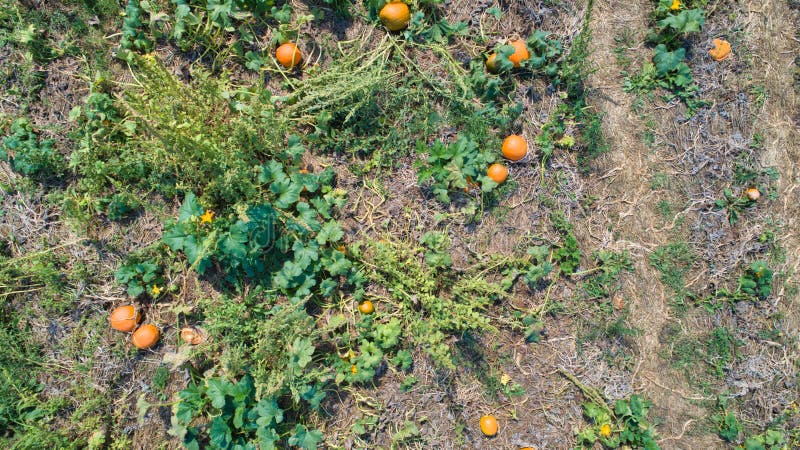 Aerial Downward View of Green Corn Field in Perpendicular Rows To Each ...