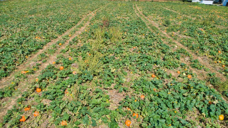 Aerial Downward View of Green Corn Field in Perpendicular Rows To Each ...
