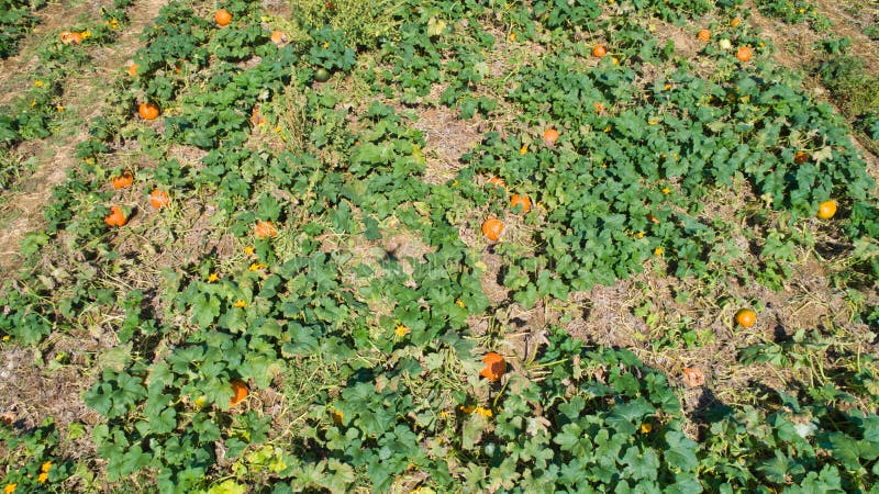 Aerial Downward View of Green Corn Field in Perpendicular Rows To Each ...
