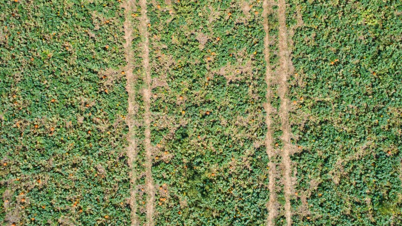 Aerial Downward View of Green Corn Field in Perpendicular Rows To Each ...
