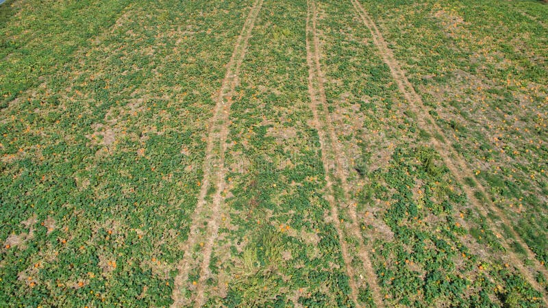 Aerial Downward View of Green Corn Field in Perpendicular Rows To Each ...