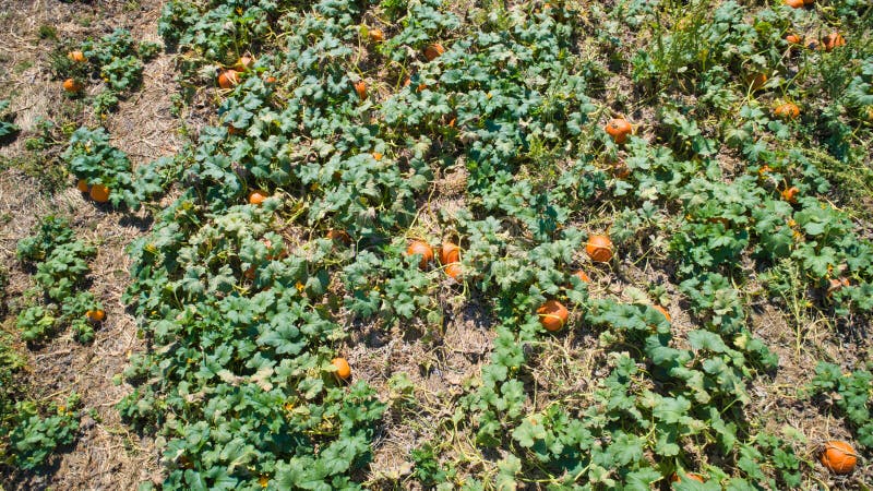 Aerial Downward View of Green Corn Field in Perpendicular Rows To Each ...