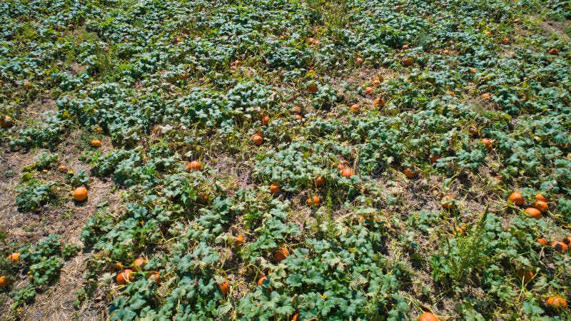 Aerial Downward View of Green Corn Field in Perpendicular Rows To Each ...