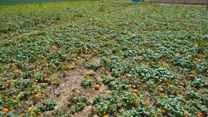 Aerial Downward View of Green Corn Field in Perpendicular Rows To Each ...