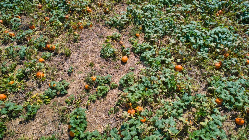 Aerial Downward View of Green Corn Field in Perpendicular Rows To Each ...