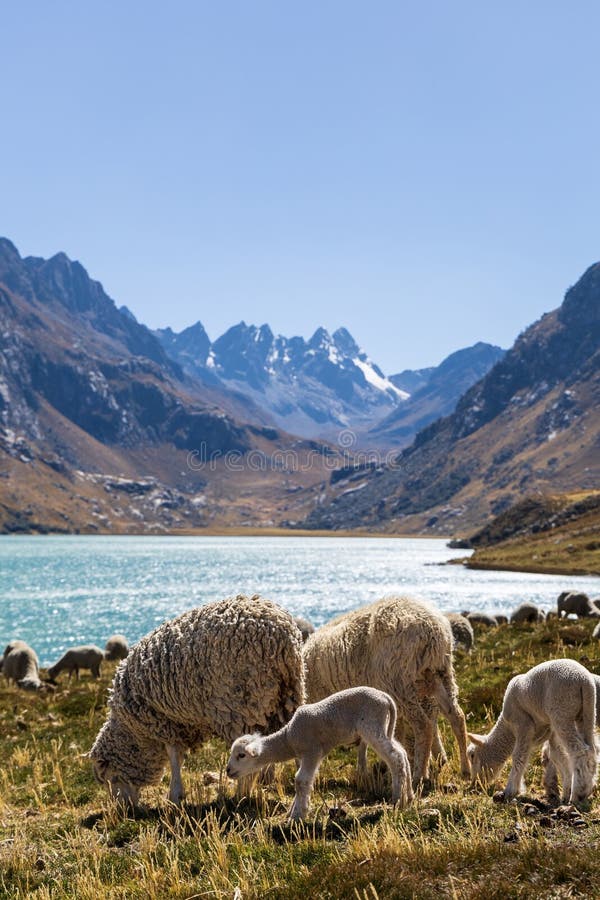 Aerial View of the Querococha Lagoon, in the Ancash Region Stock Photo ...