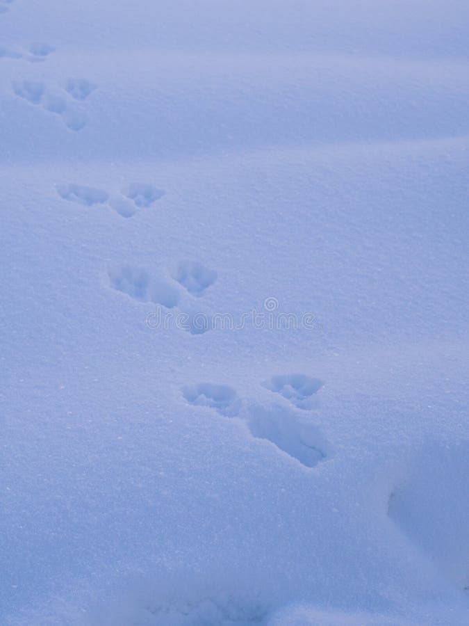 Aerial View of Rabbit Footprints, Animals Trails Tracks on Snow Stock ...