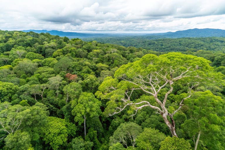 Aerial View of Rainforest Ecosystem Stock Illustration - Illustration ...