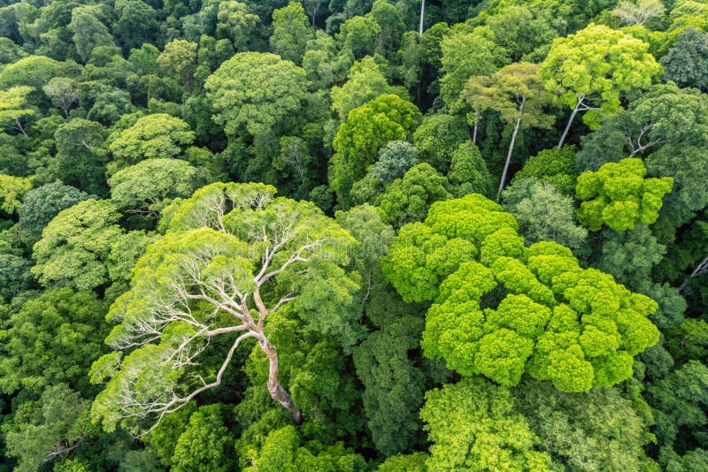Aerial View of Rainforest Ecosystem Stock Illustration - Illustration ...