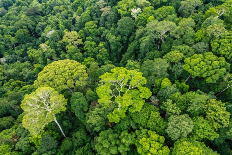 Aerial View of Rainforest Trees Stock Image - Image of environment ...