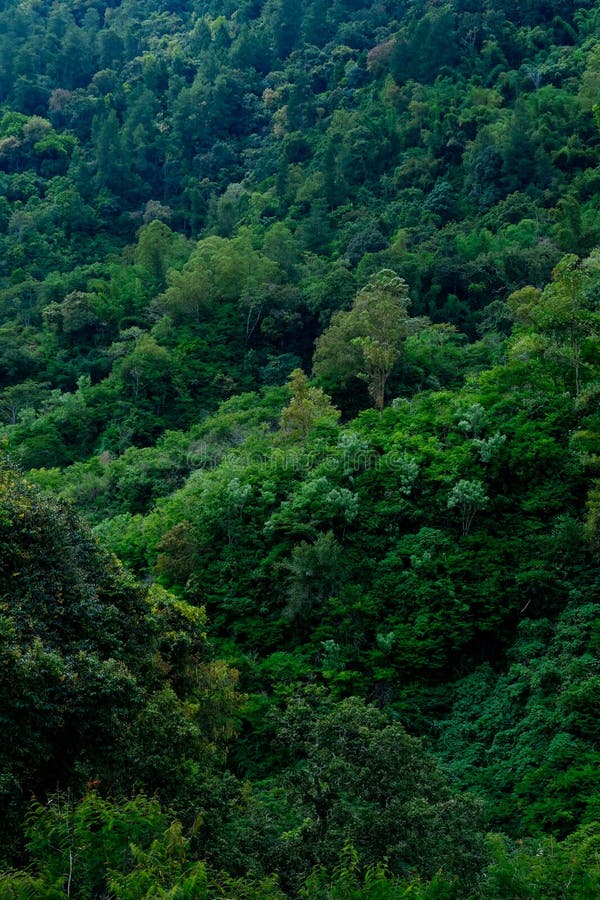 Aerial View of Rainforest Trees. Stock Photo - Image of environment ...