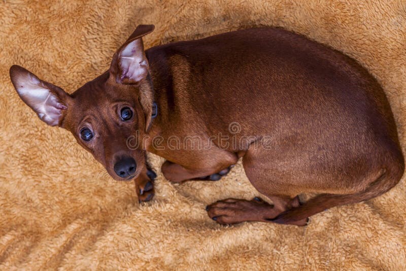 Aerial View of Red Miniature Pinscher Stock Photo - Image of graceful ...