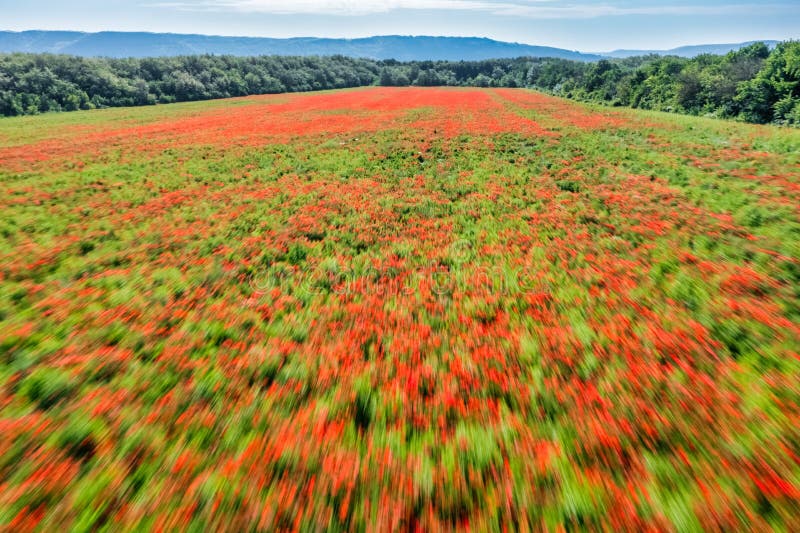Aerial View of Red Poppy Field, Stock Image - Image of green, fresh ...