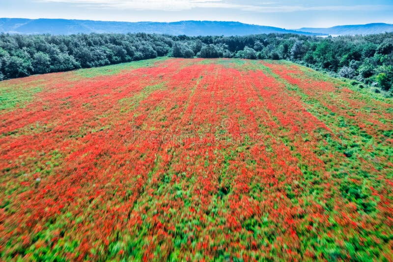 Aerial View of Red Poppy Field, Stock Image - Image of landscape, fresh ...
