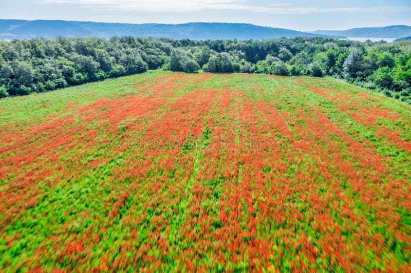 Aerial View of Red Poppy Field, Stock Image - Image of spring, wild ... Aerial View of Red Poppy Field, Stock Image - Image of spring, wild ...