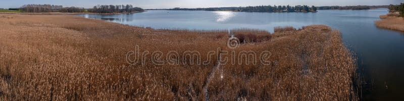 Aerial View of Reed Beds on the Lake in Spring Stock Photo - Image of ...