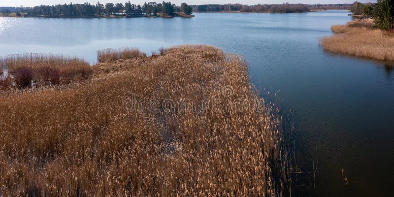 Aerial View of Reed Beds on the Lake in Spring Stock Photo - Image of ...
