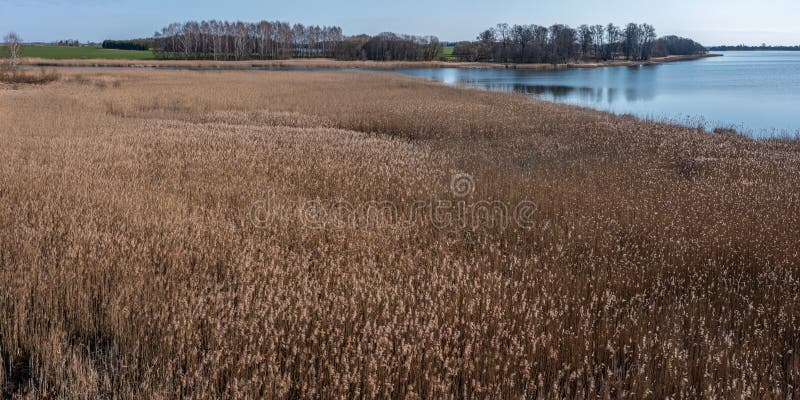 Aerial View of Reed Beds on the Lake in Spring Stock Image - Image of ...