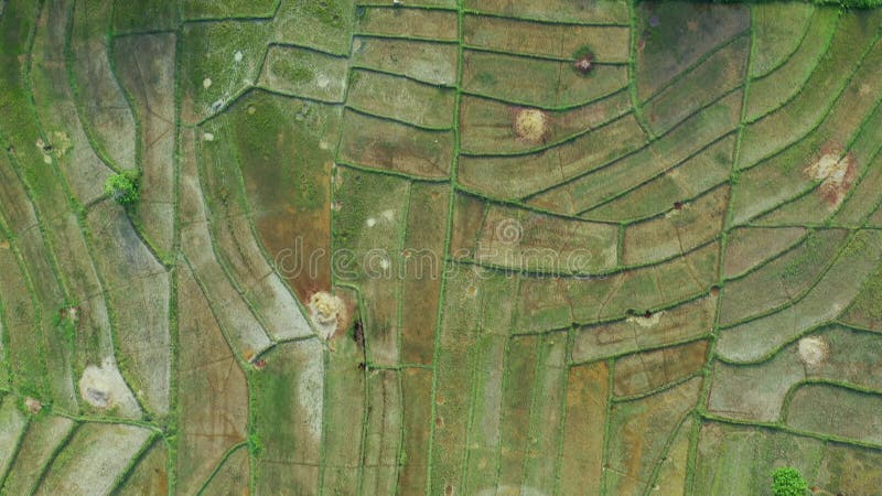 Aerial View of a Rice Field. Philippines Stock Footage - Video of ...