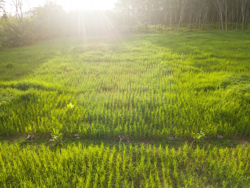 Aerial View of Rice Field with the Warm Light of the Evening Stock ...