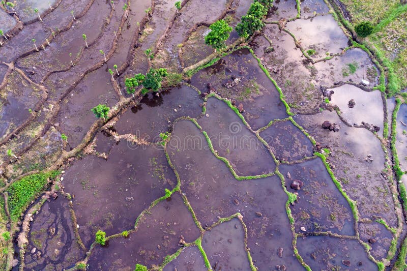 Aerial View of Rice Fields in Asia Stock Image - Image of summer ...