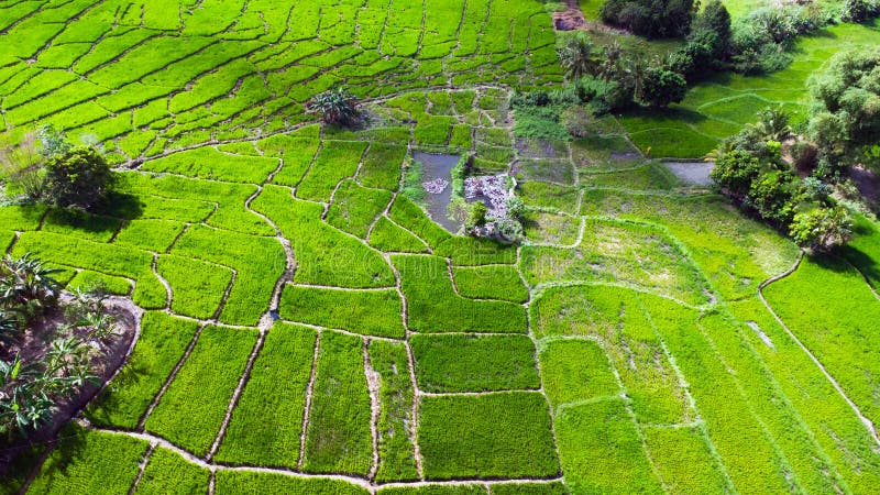 Aerial View of Rice Fields in the Asia Stock Photo - Image of drone ...