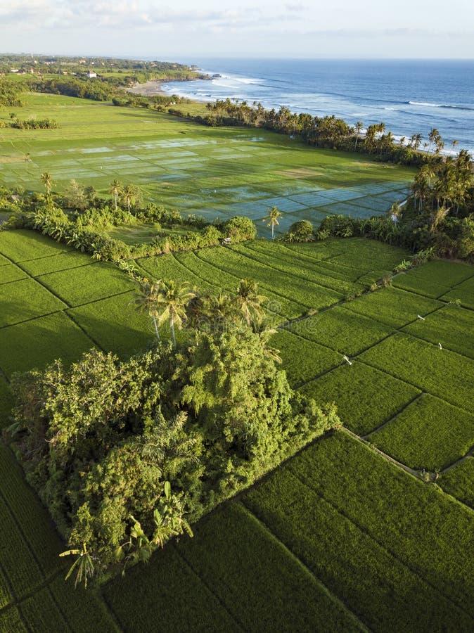 Rice Fields, Bali, Indonesia Stock Photo - Image of agriculture ...
