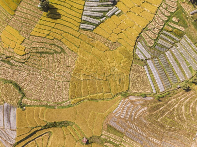 Aerial View of Rice Fields High Angle of Rice Field in Rural Thailand ...