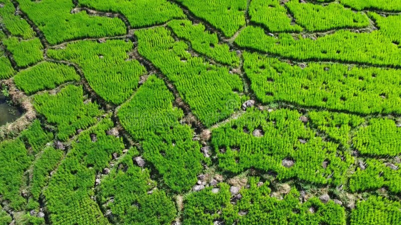 Aerial View of Rice Fields. Large Stones in Rice Fields Stock Video ...