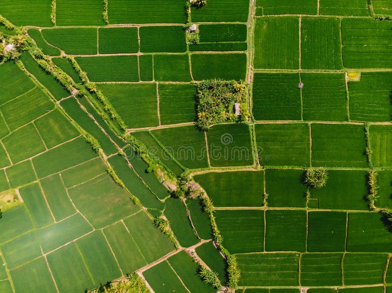 Aerial View of Rice Fields. Nature Texture in Bali Island. Stock Image ...