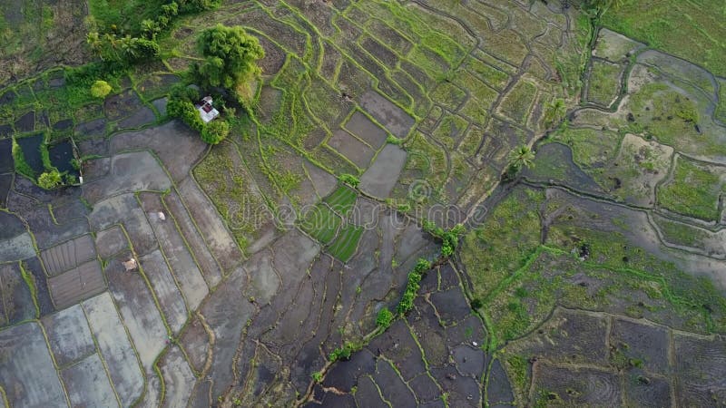 Aerial View of Rice Fields in the Philippines Stock Footage - Video of ...