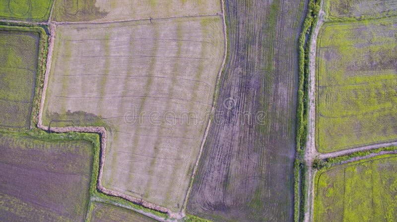 Aerial View of Rice Paddy in Agriculture Field Stock Image - Image of ...