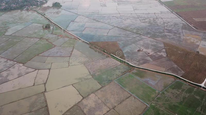 View of Rice Plants that Have Just Been Planted in the Rice Fields by ...