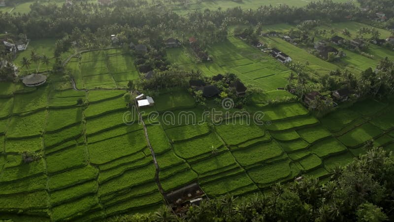 Rice Terrace in Bali, Indonesia. Top View Stock Video - Video of ...