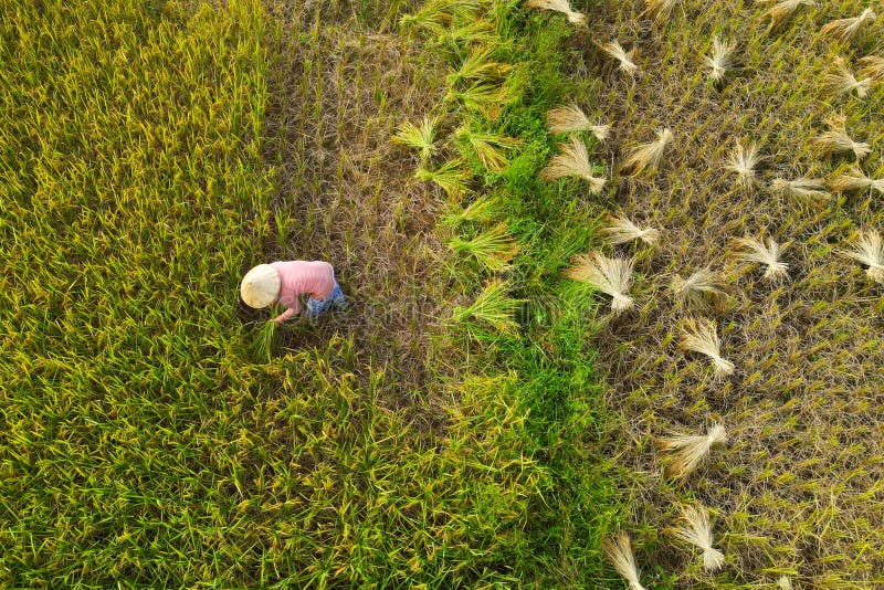 Aerial View of Rice Worker ,harvesting in Rice Field Stock Photo ...