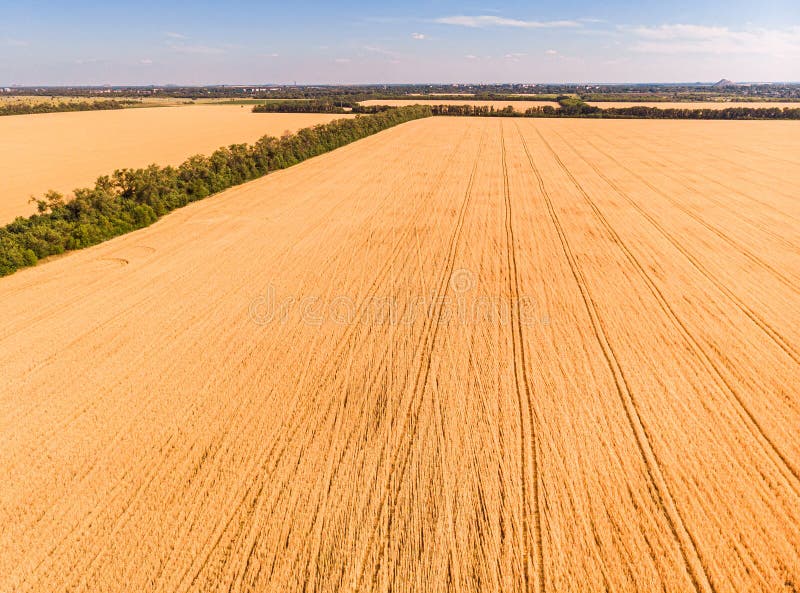 Aerial View of Ripening Wheat Crop Fields on Farm Under Sky on Farm ...