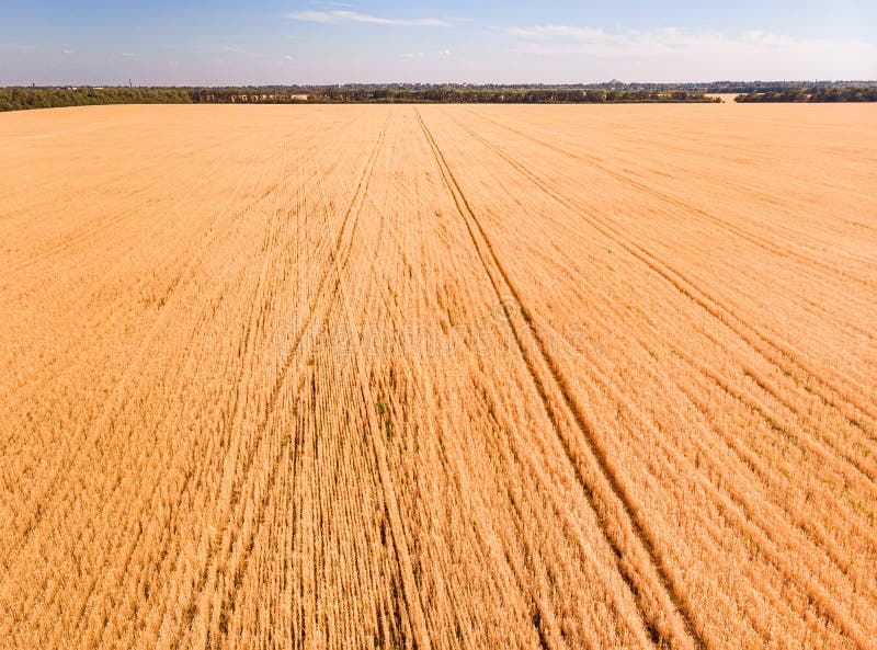 Aerial View of Ripening Wheat Crop Fields on Farm Under Sky on Farm ...