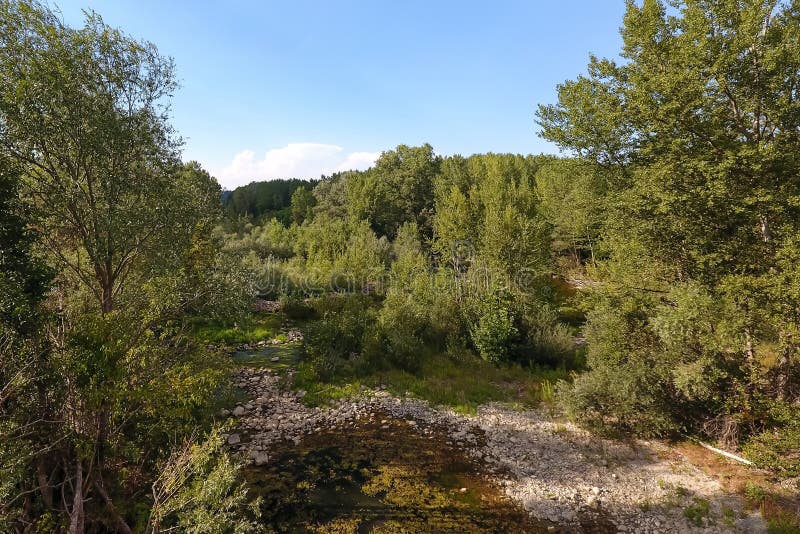 Paludal forest stock photo. Image of silence, park, brushwood - 15780092