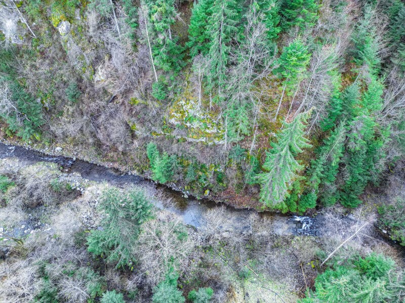 Aerial View of a River Flowing through Forest Trees Stock Image - Image ...